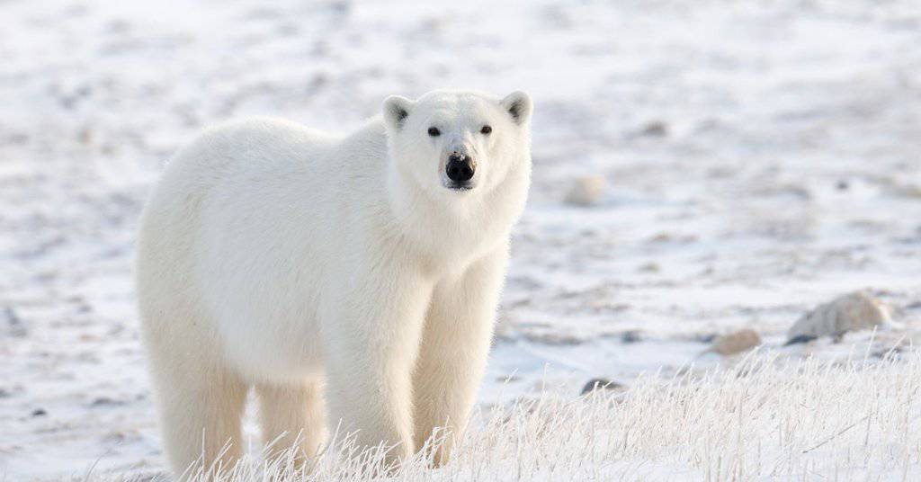 Polar Bear Behavior - AnimalBehaviorCorner