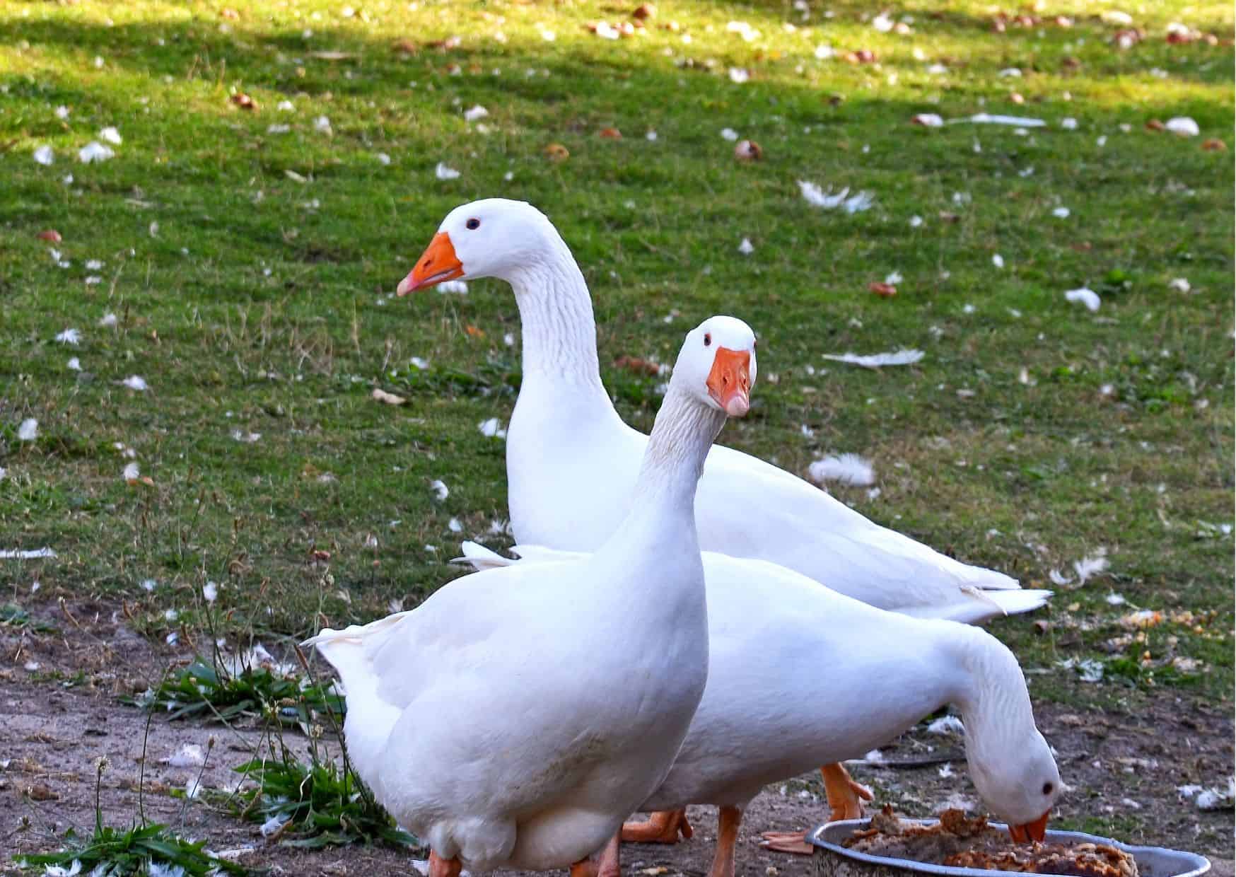 Animal Behaviour And Welfare AnimalBehaviorCorner animal-behaviour-and-welfare-animalbehaviorcorner