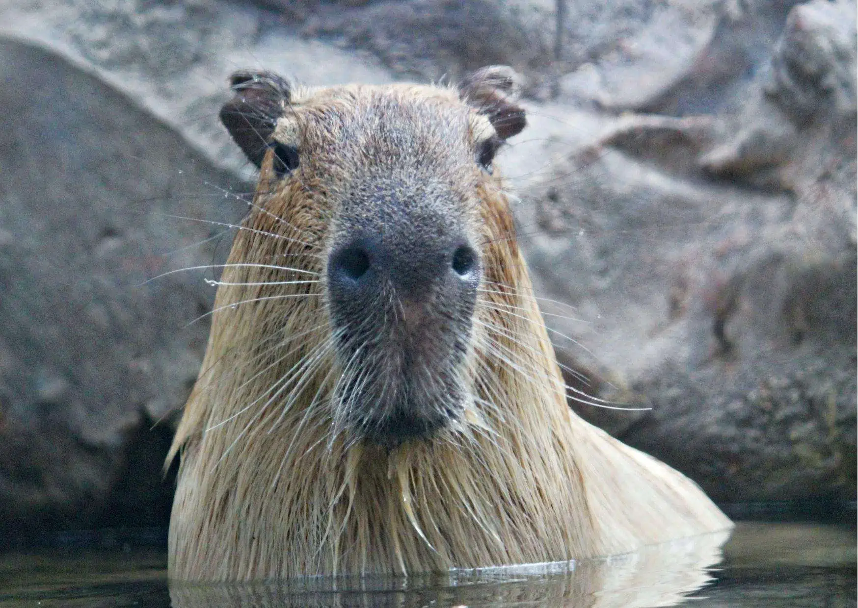 Capybara Behavior - AnimalBehaviorCorner
