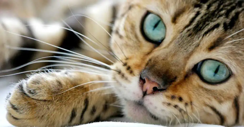 Cat Behaviour Explained - AnimalBehaviorCorner