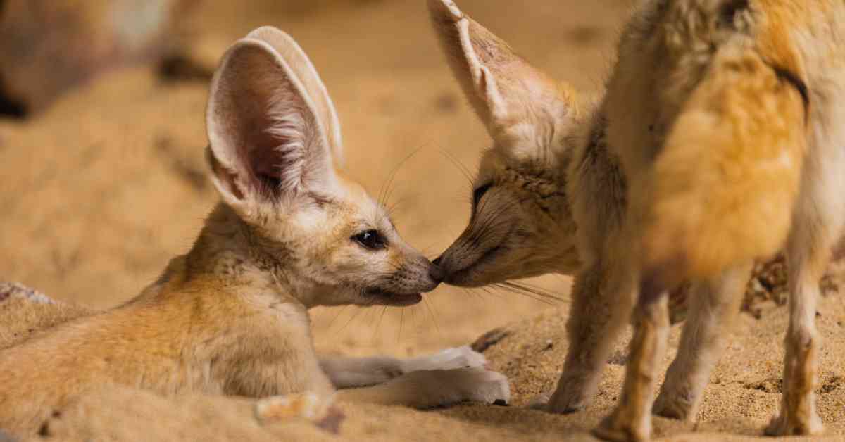 Fennec Fox Behavior Animalbehaviorcorner