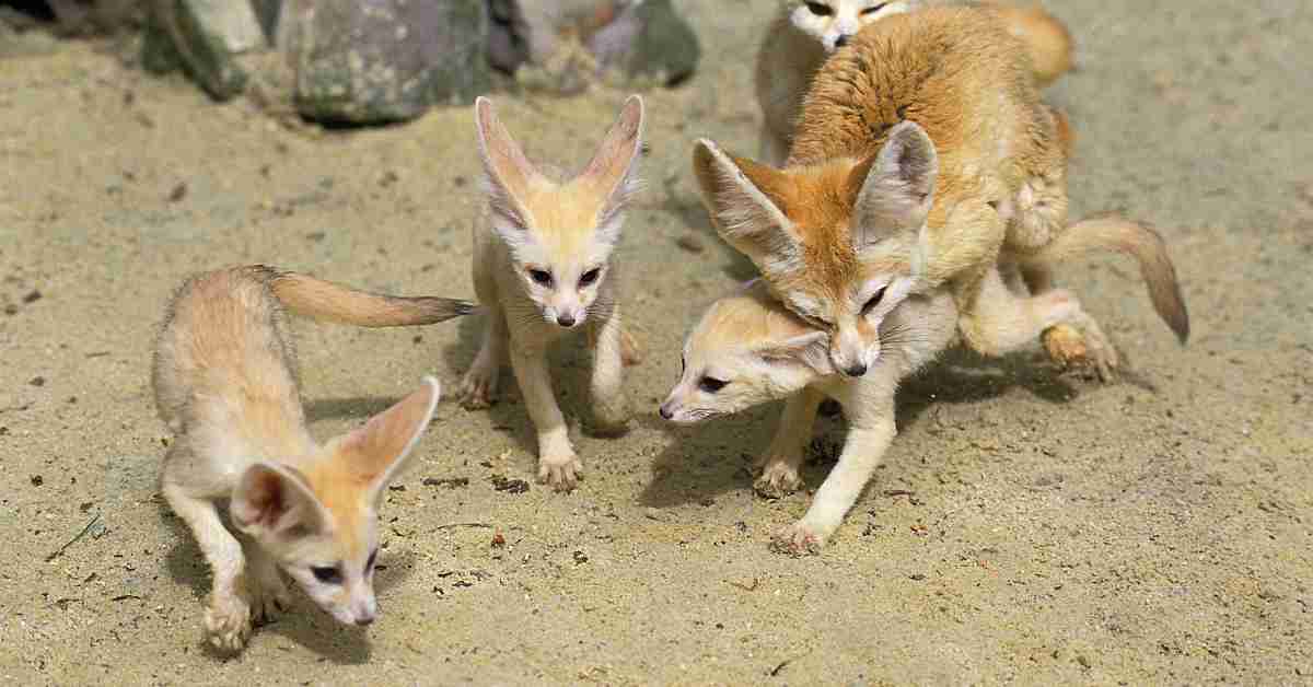 Fennec Fox Behavior Animalbehaviorcorner