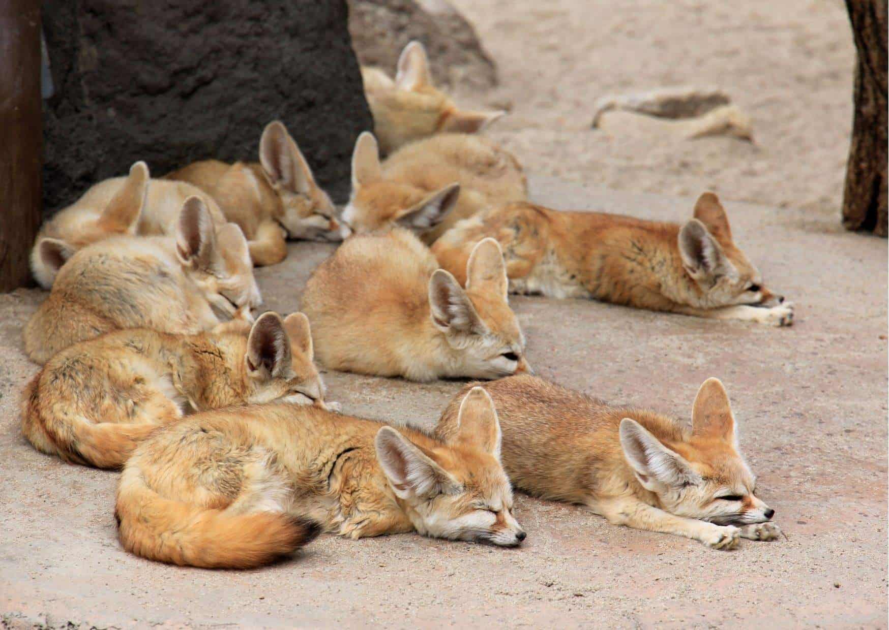 Fennec Fox Behavior Animalbehaviorcorner