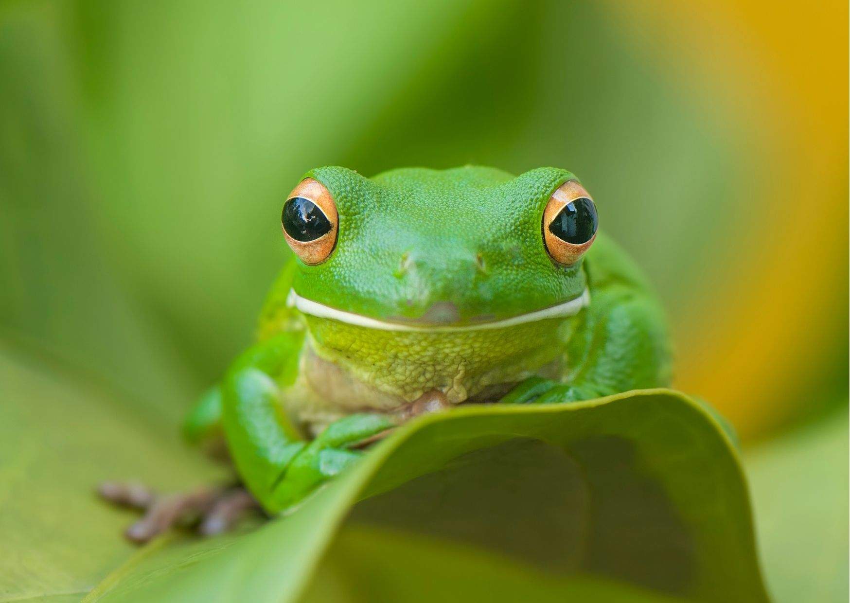 Frog Behavior - AnimalBehaviorCorner