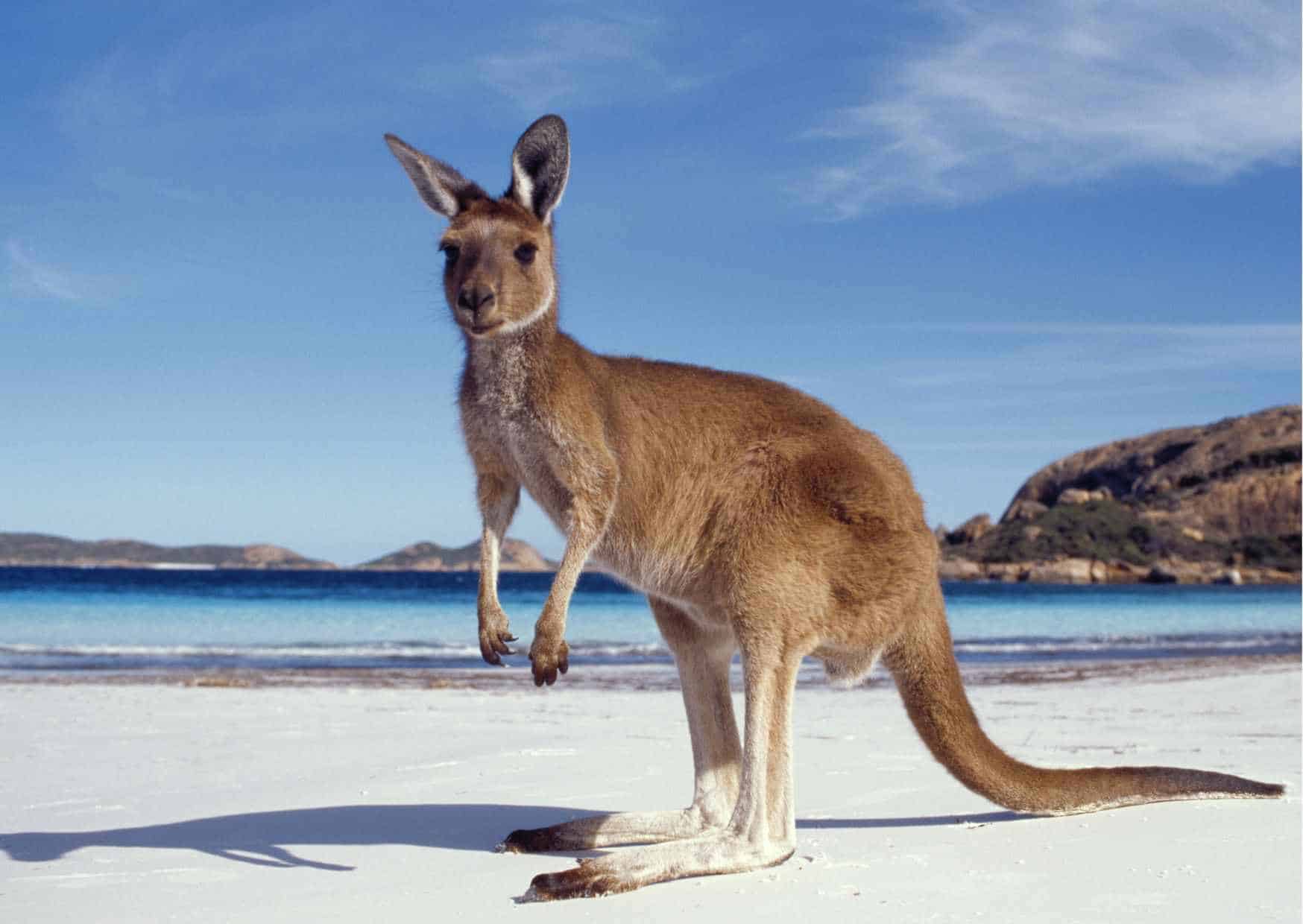 Kangaroo Behaviour - AnimalBehaviorCorner