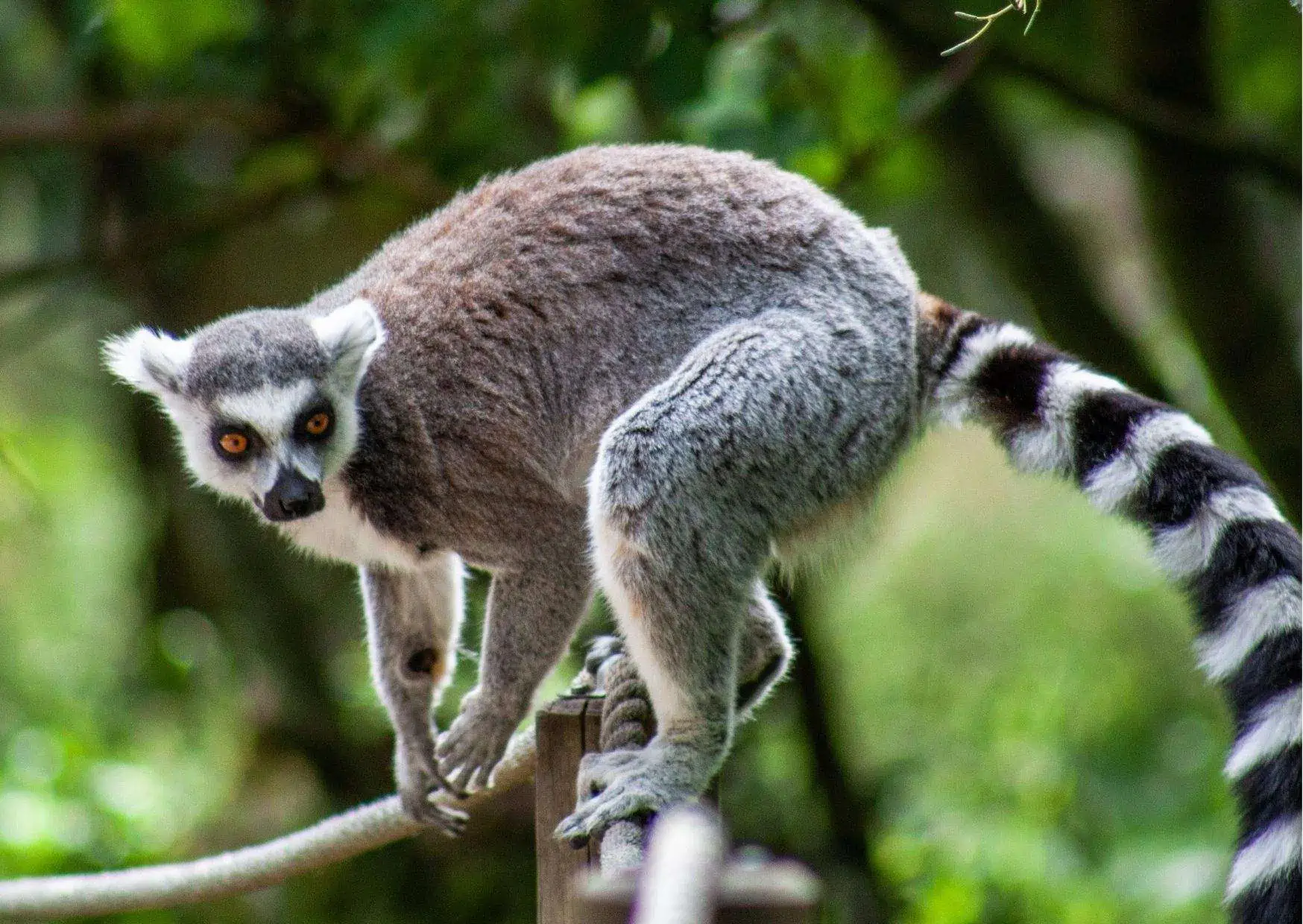 Lemur Behavior - AnimalBehaviorCorner