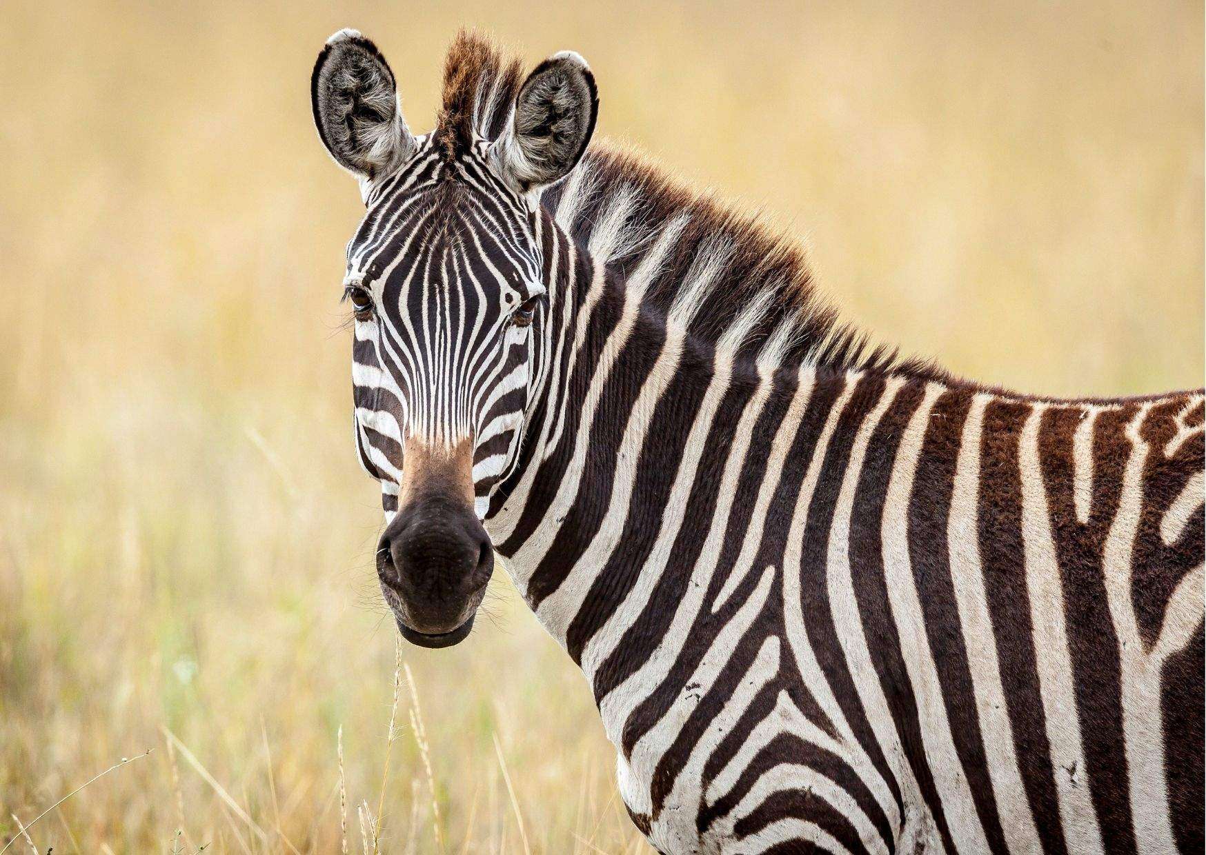 Zebra Behaviour - AnimalBehaviorCorner