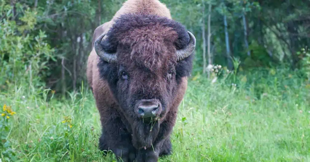 Bison Behavior - AnimalBehaviorCorner
