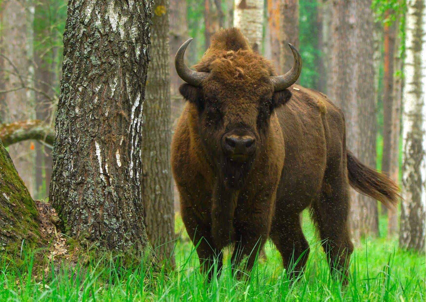 Bison Behavior - AnimalBehaviorCorner