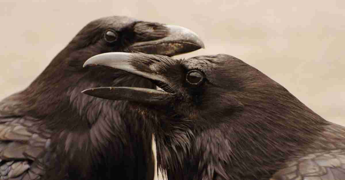 Crow Mating Behavior - AnimalBehaviorCorner