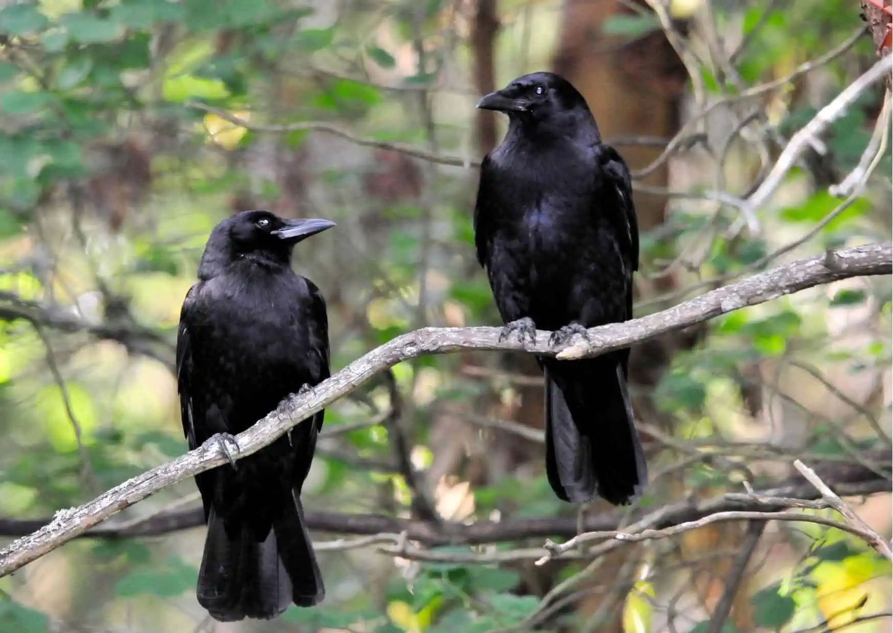 Crow Mating Behavior - AnimalBehaviorCorner