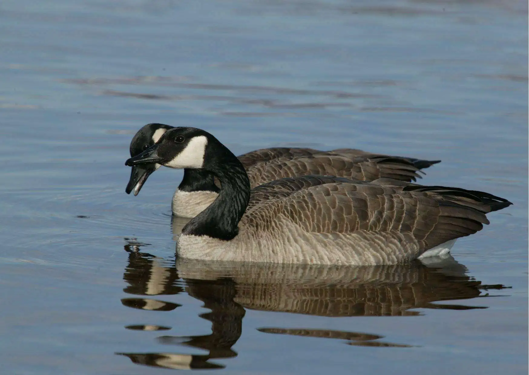 Geese Mating Behavior - AnimalBehaviorCorner