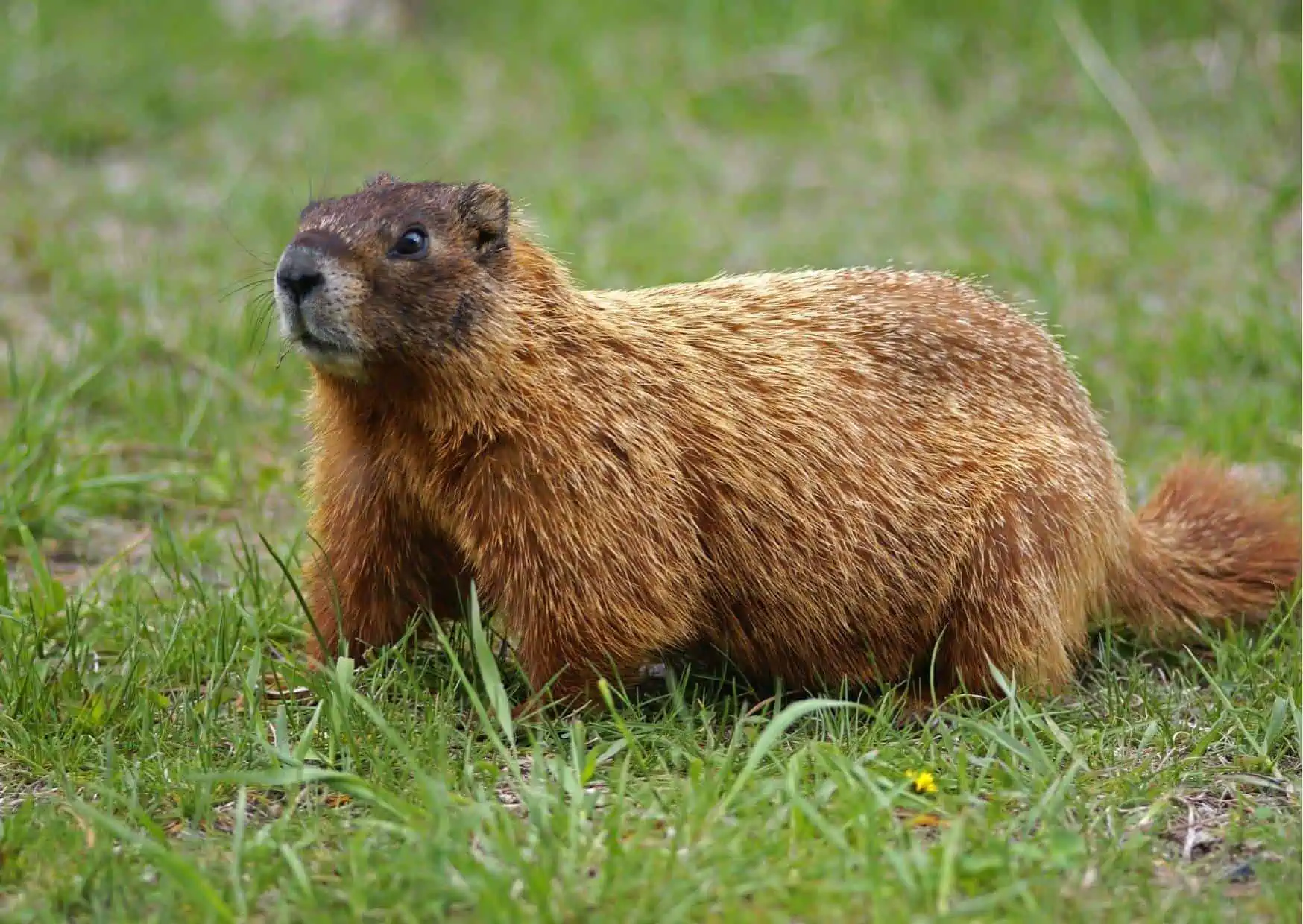 Groundhog Behavior - AnimalBehaviorCorner