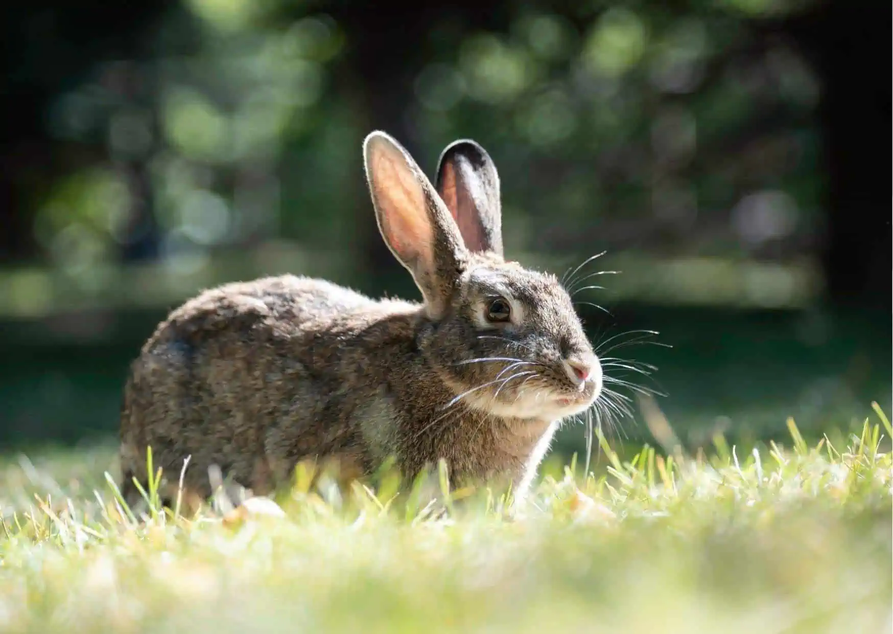 Cottontail Rabbit Behavior - AnimalBehaviorCorner