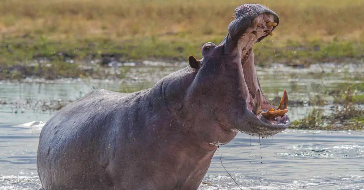 Hippo Behavior - AnimalBehaviorCorner