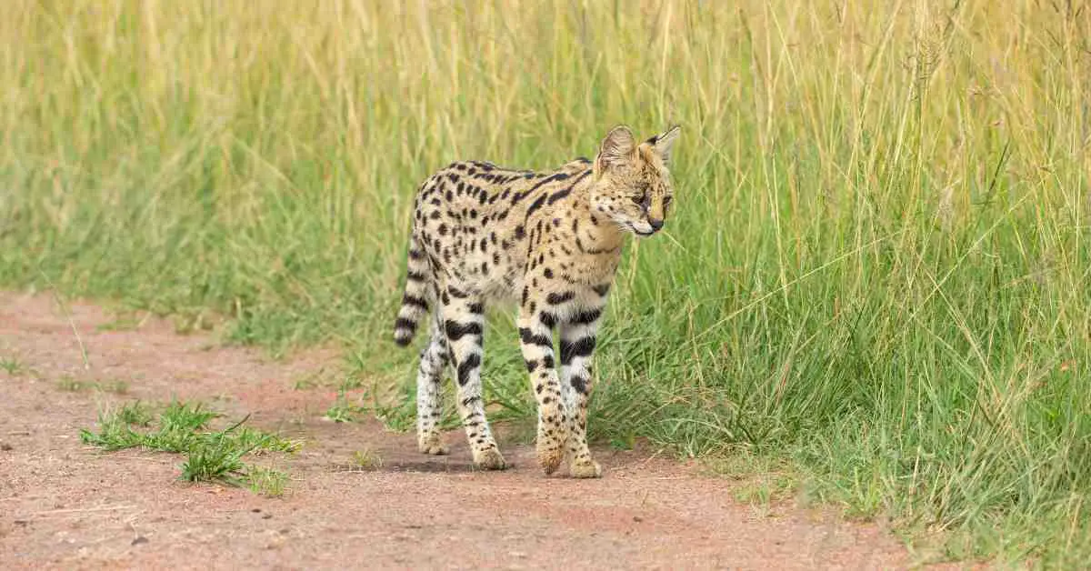 Serval Behavior - AnimalBehaviorCorner