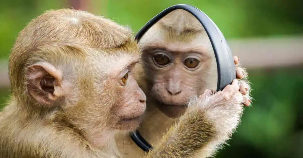 Primate Behavior - AnimalBehaviorCorner