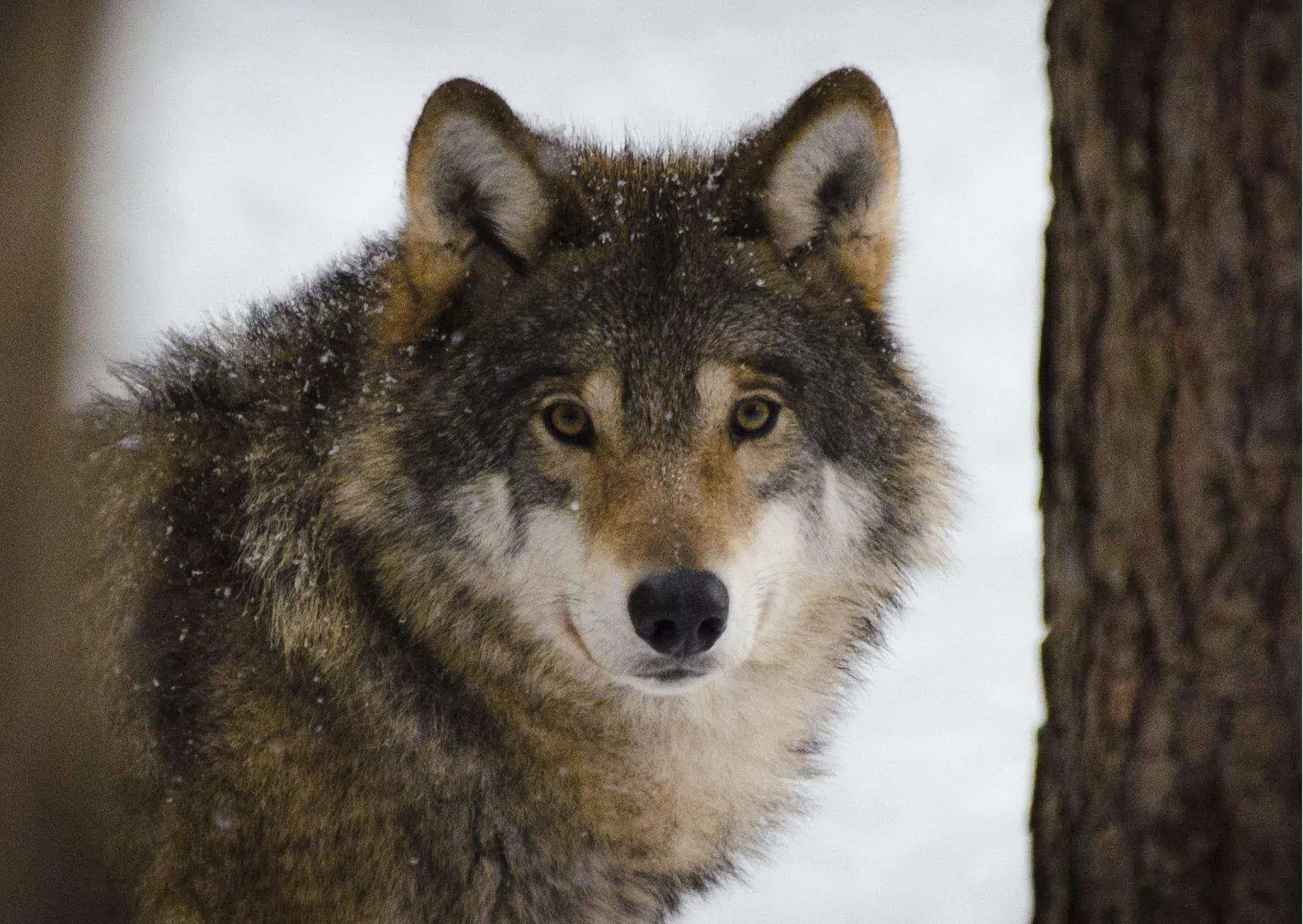 Wolf Behavior - AnimalBehaviorCorner