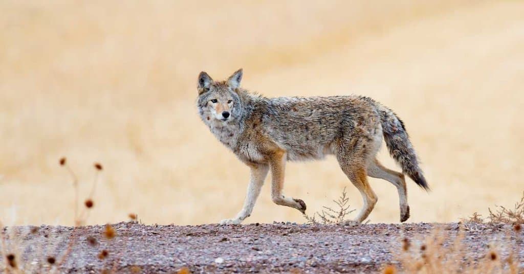 Coyote Habits - AnimalBehaviorCorner