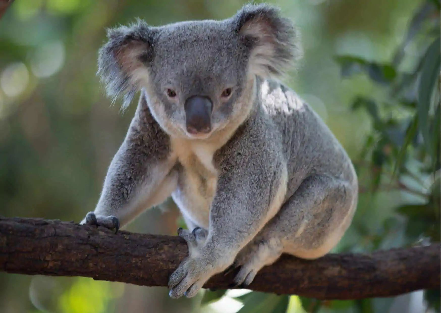 Koala Behavior - AnimalBehaviorCorner