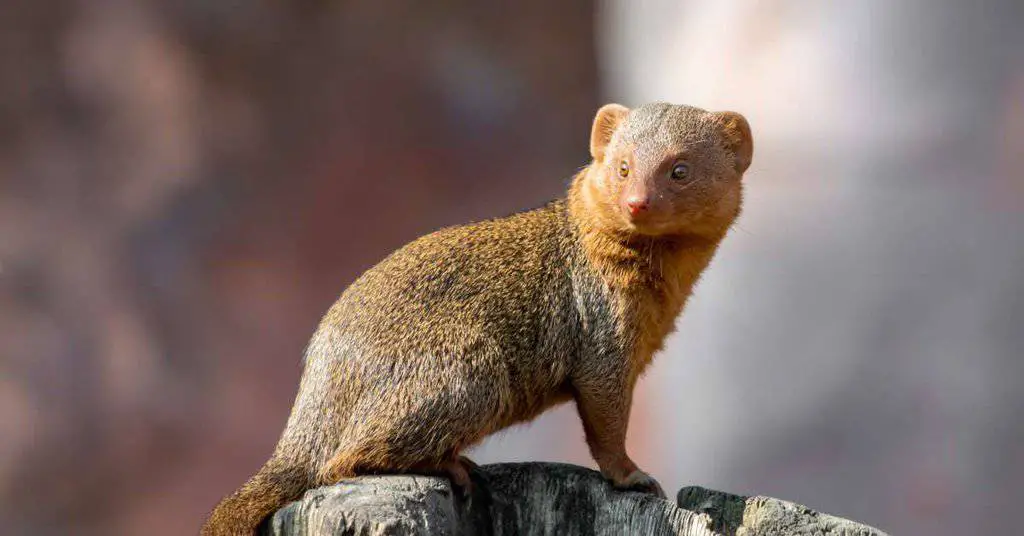 Mongoose Behavior - AnimalBehaviorCorner