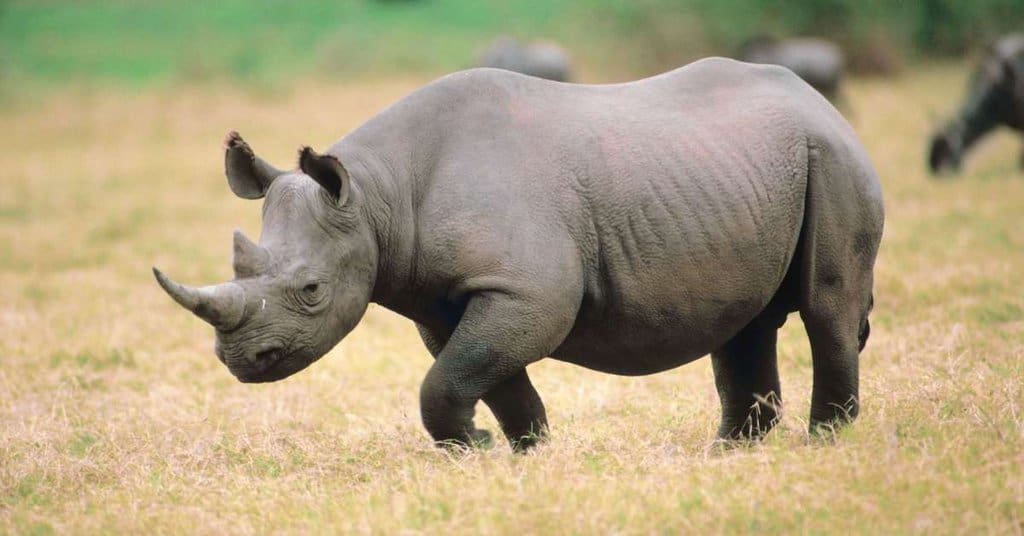 Rhinoceros Behavior - AnimalBehaviorCorner