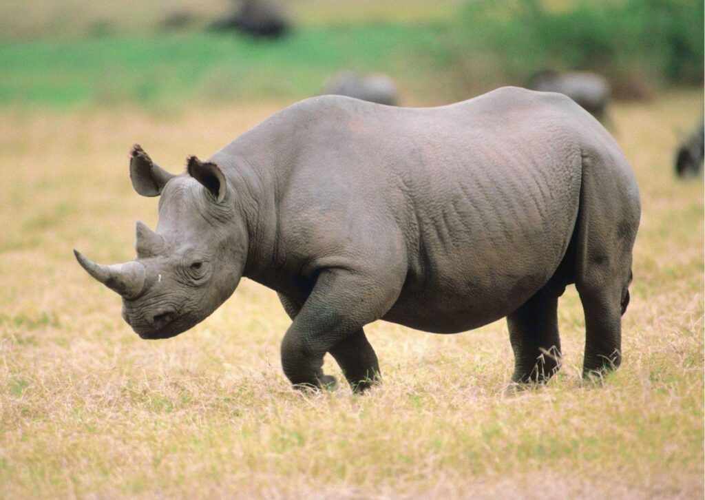 Rhinoceros Behavior - AnimalBehaviorCorner