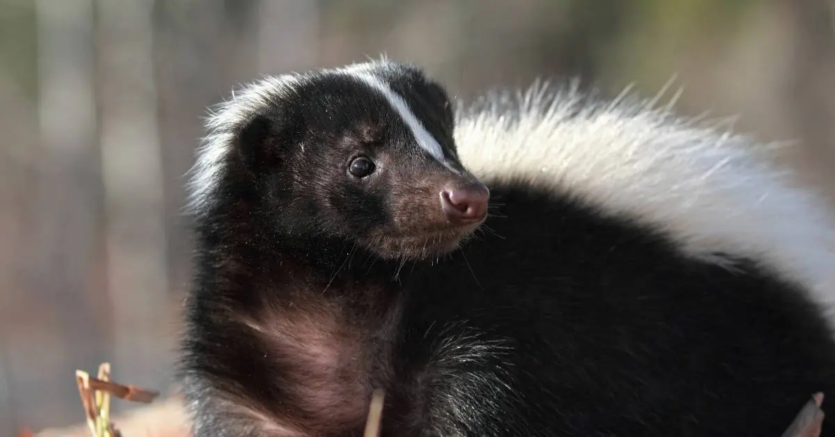 Habits of A Skunk - AnimalBehaviorCorner
