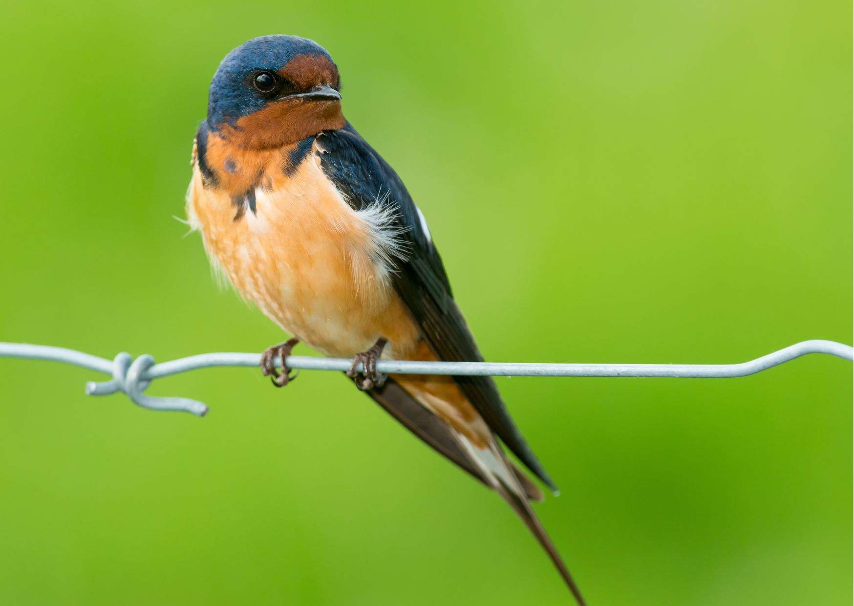Barn Swallow Behavior Animalbehaviorcorner