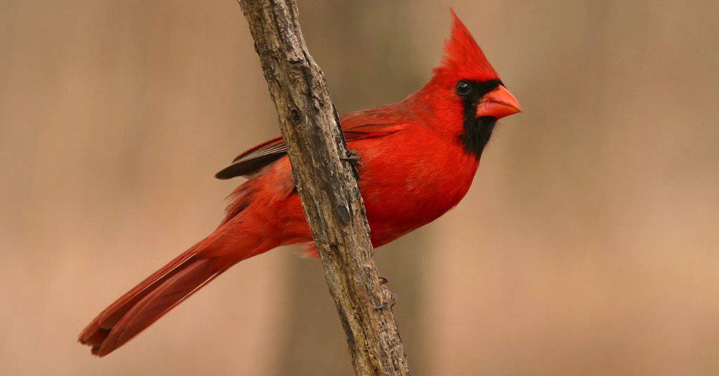 Cardinal Behavior - AnimalBehaviorCorner