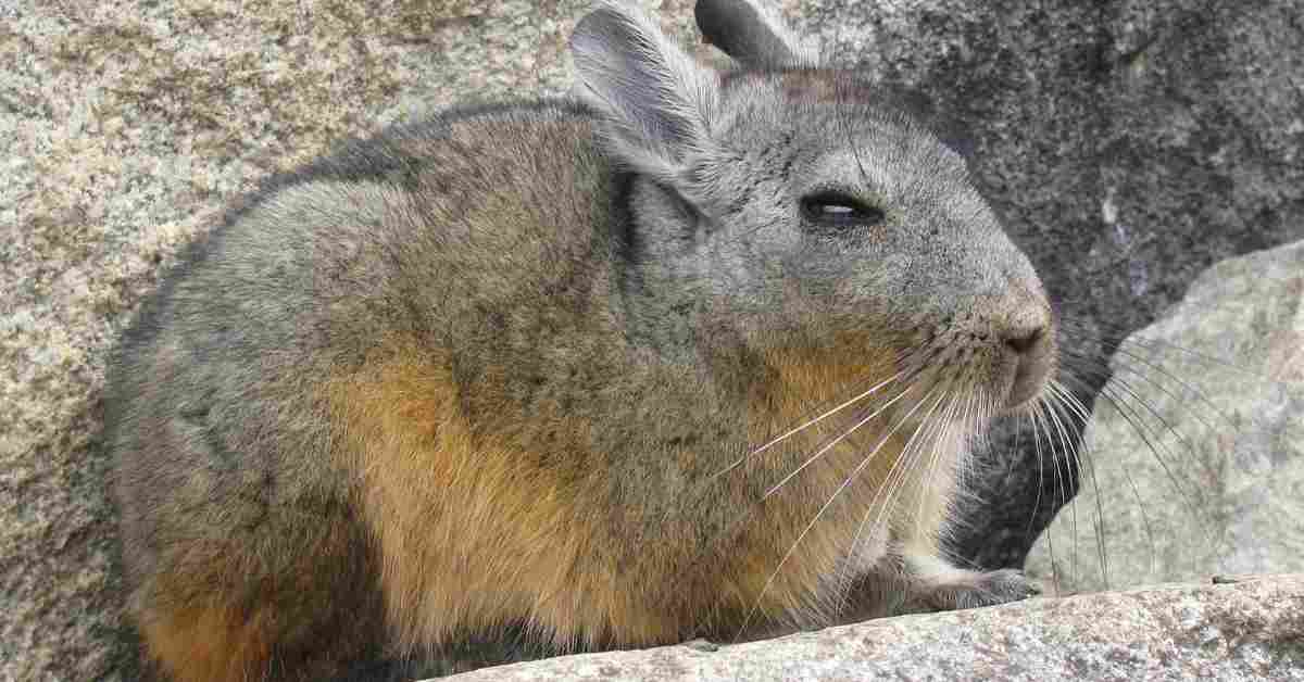 Wolf Behavior Animalbehaviorcorner