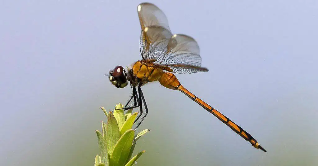Dragonfly Behavior - AnimalBehaviorCorner