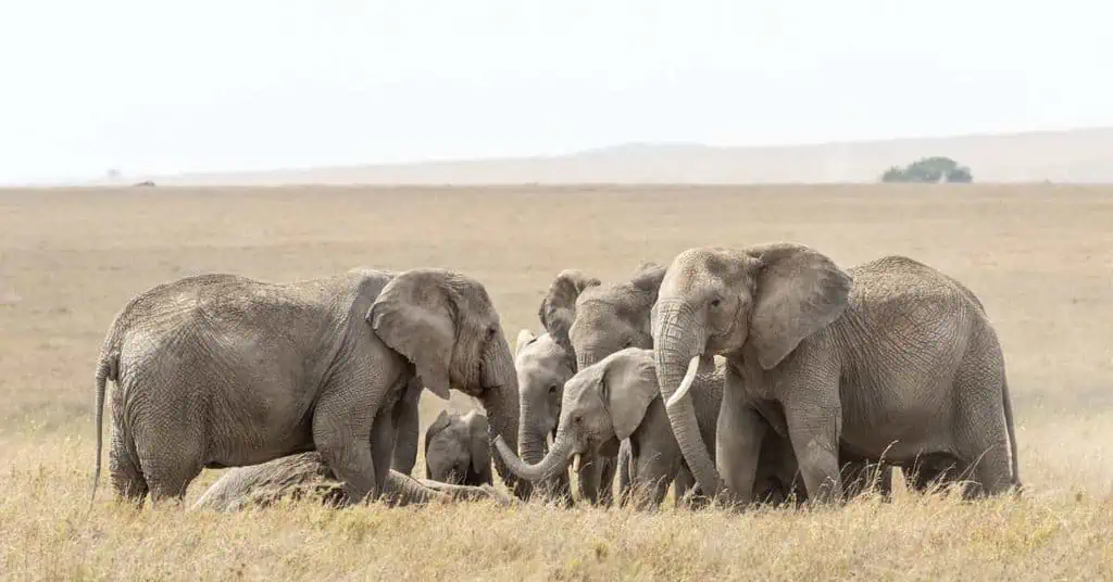 Elephants Death Rituals - AnimalBehaviorCorner