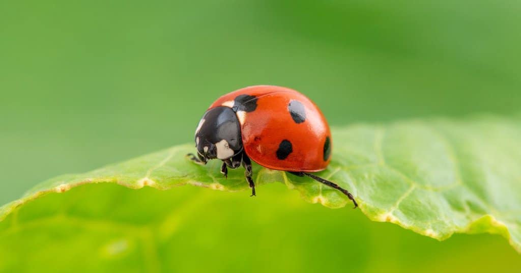 Ladybird Behavior - AnimalBehaviorCorner