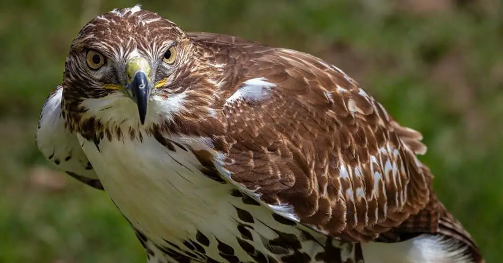 Red Tail Hawk Behavior - AnimalBehaviorCorner