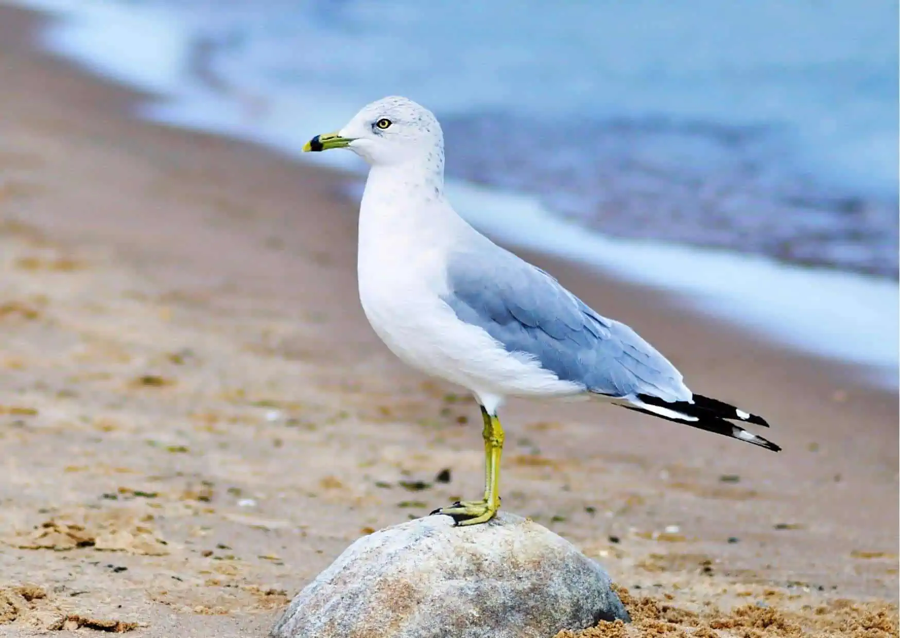Seagull Behavior - AnimalBehaviorCorner