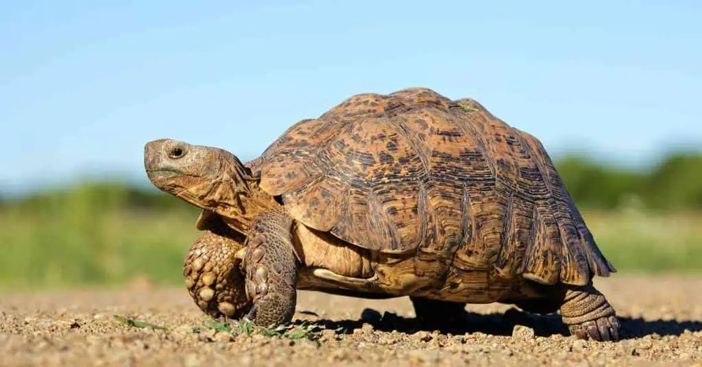 Tortoise Behaviour - AnimalBehaviorCorner