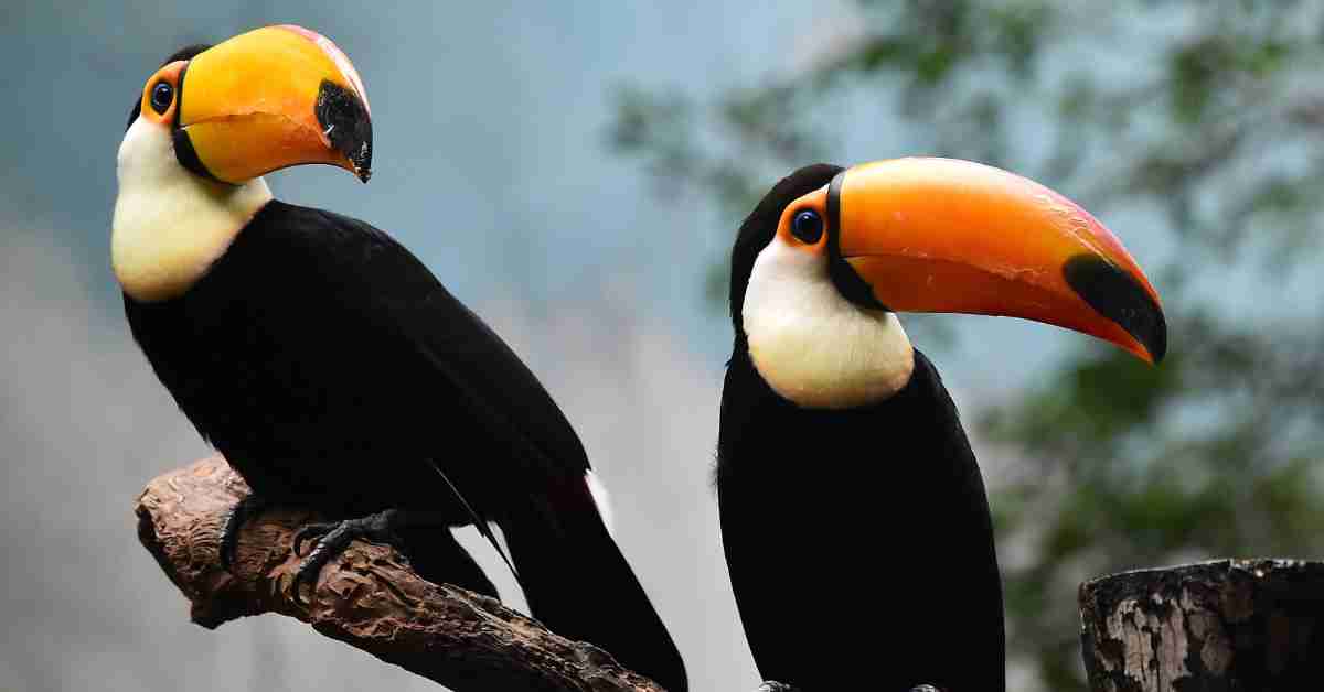 Toucan Behavior Animalbehaviorcorner