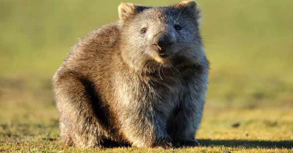 Wombat Behavior - AnimalBehaviorCorner