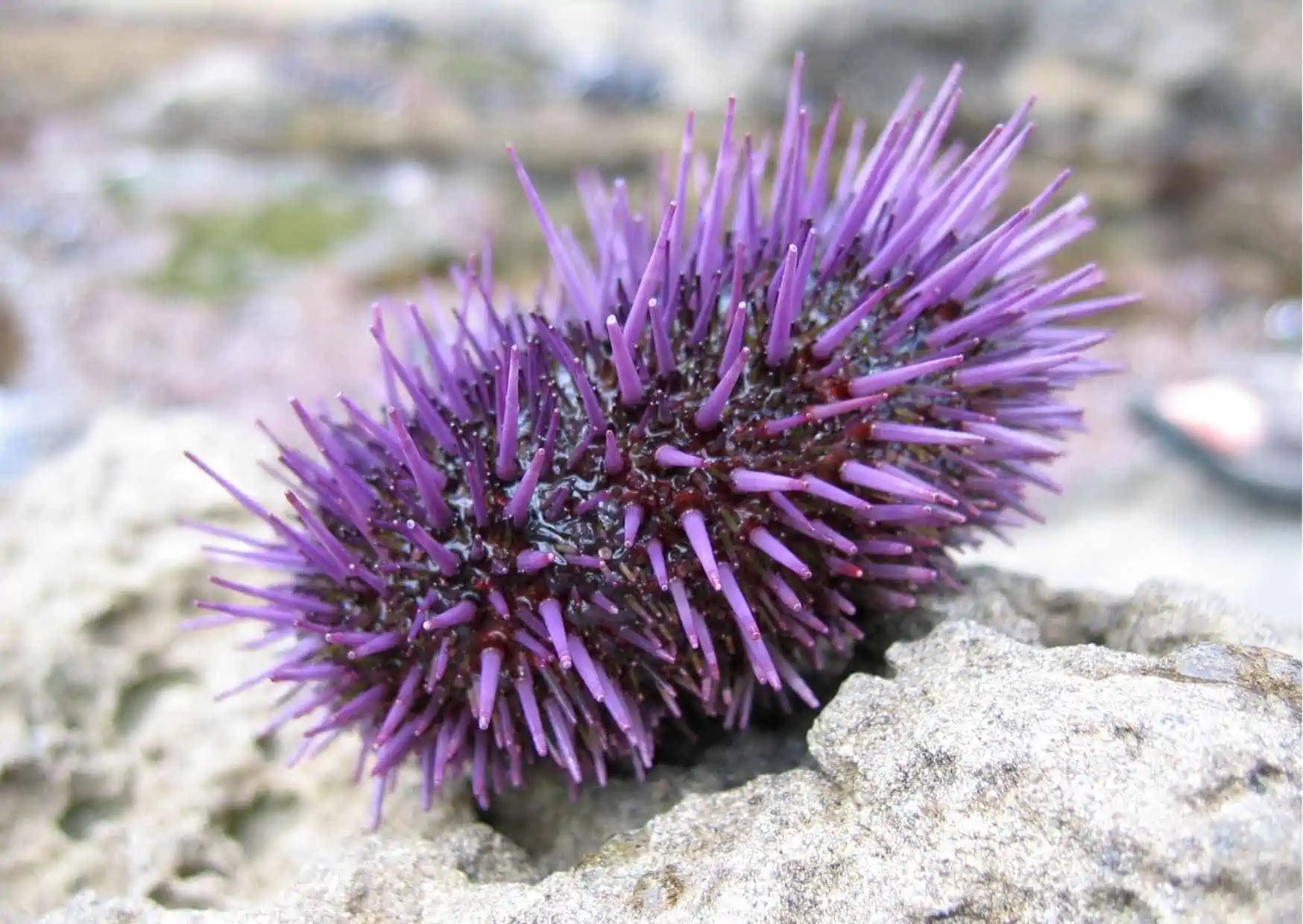 Sea Urchin Behavior - AnimalBehaviorCorner