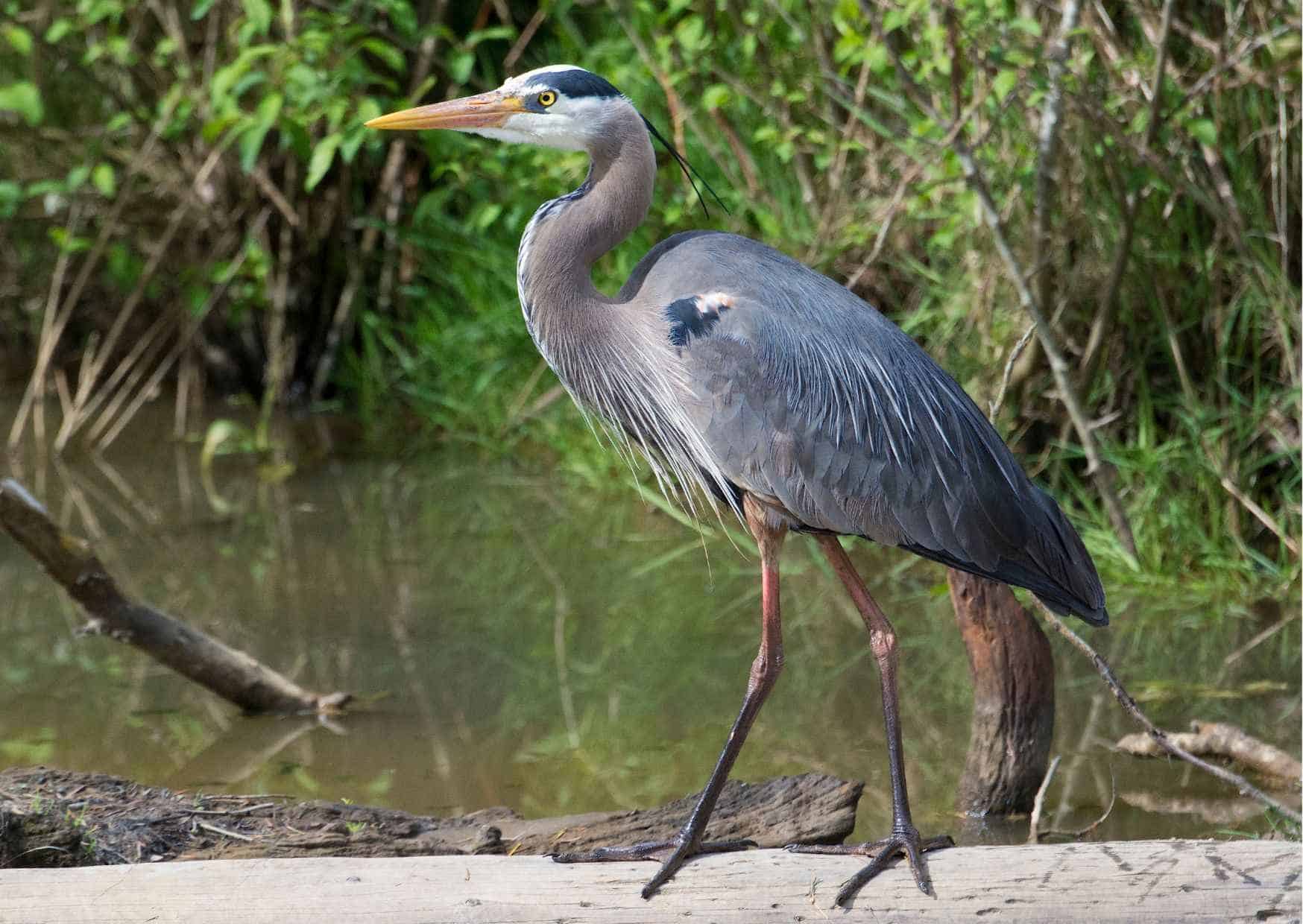 Heron Behavior - AnimalBehaviorCorner