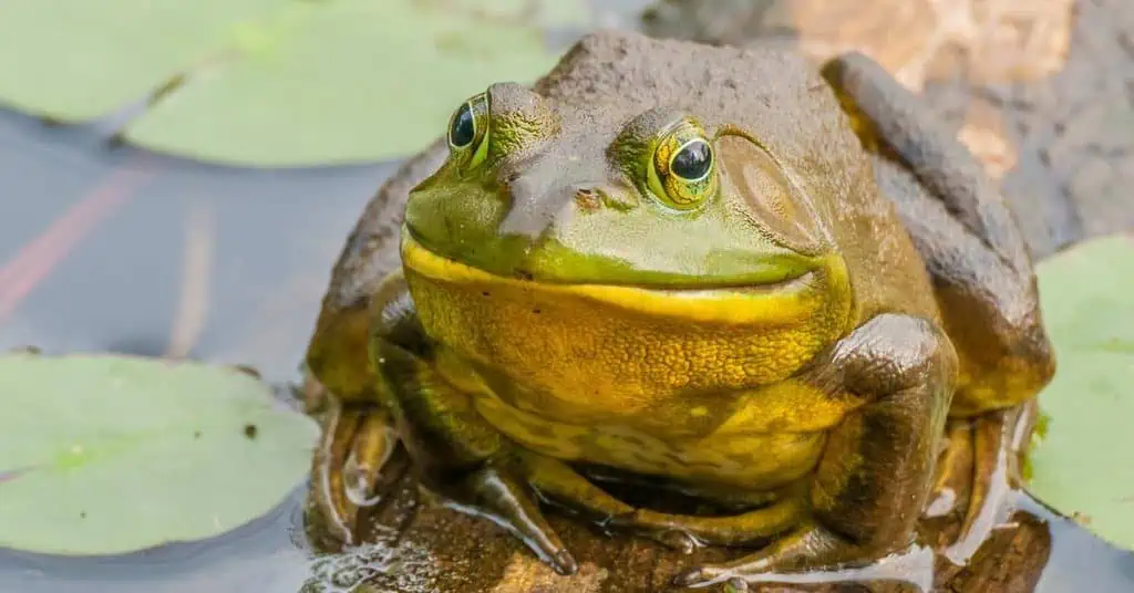 Bullfrog Behavior - AnimalBehaviorCorner