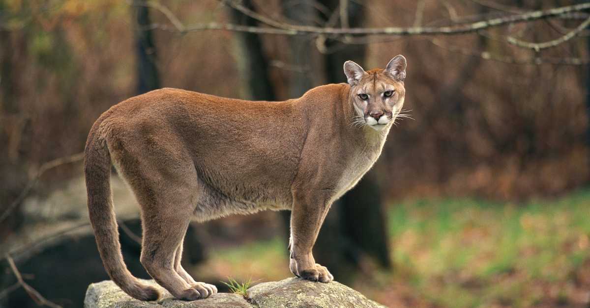 Cougar Behaviour - AnimalBehaviorCorner