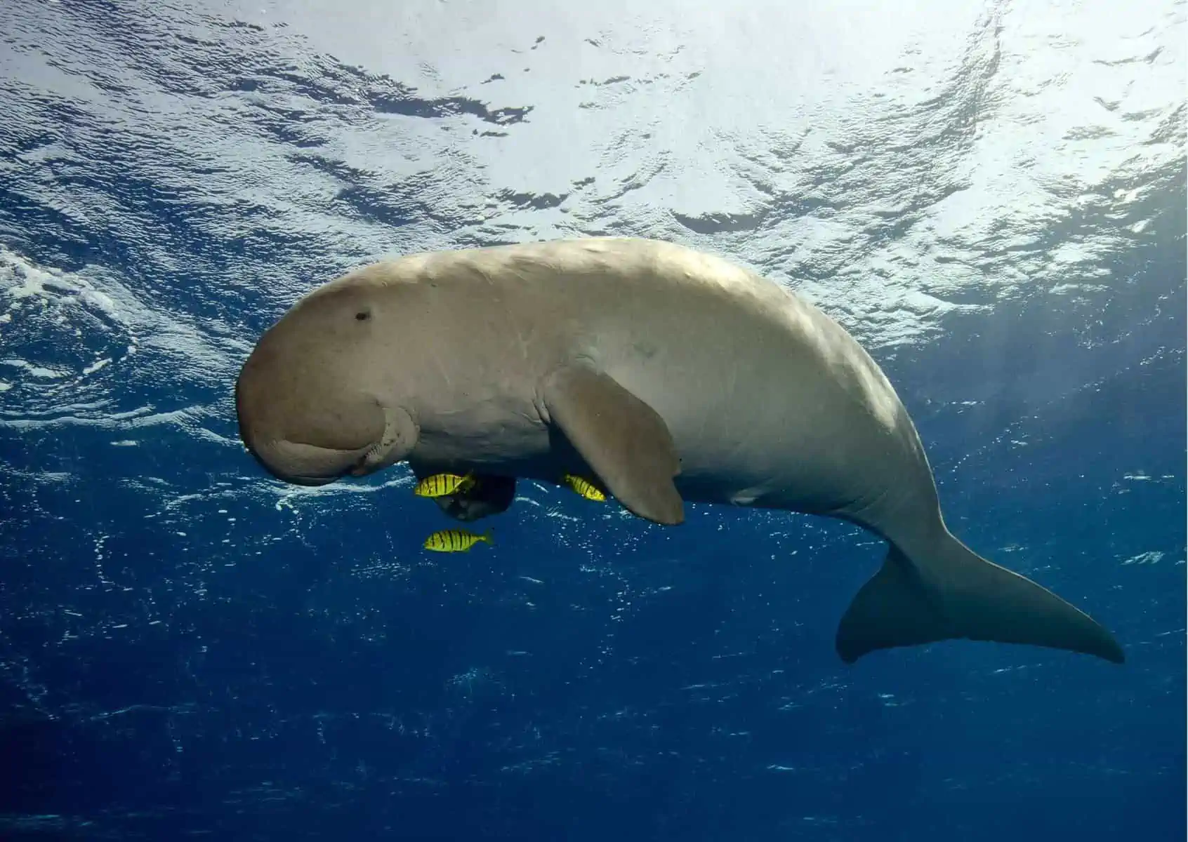 Dugong Behavior - AnimalBehaviorCorner