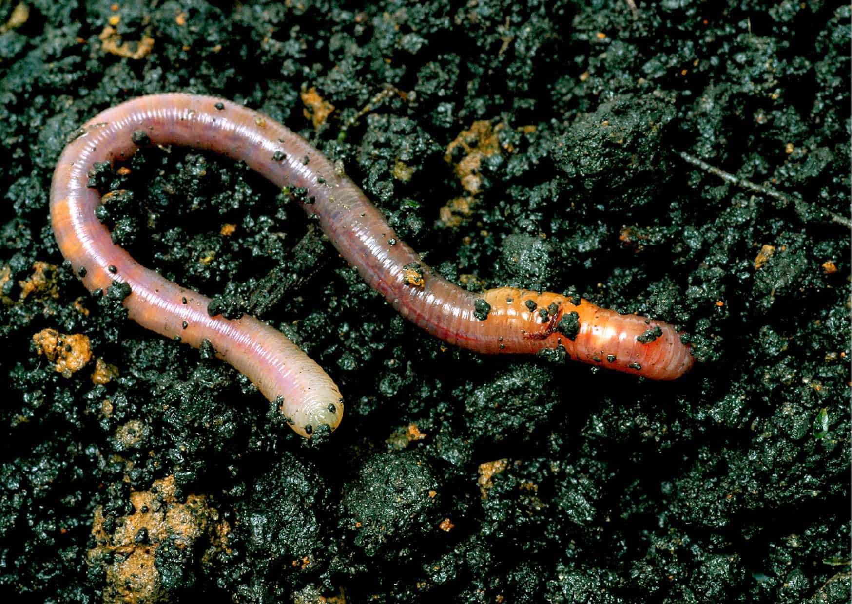 Earthworms Behavior - AnimalBehaviorCorner