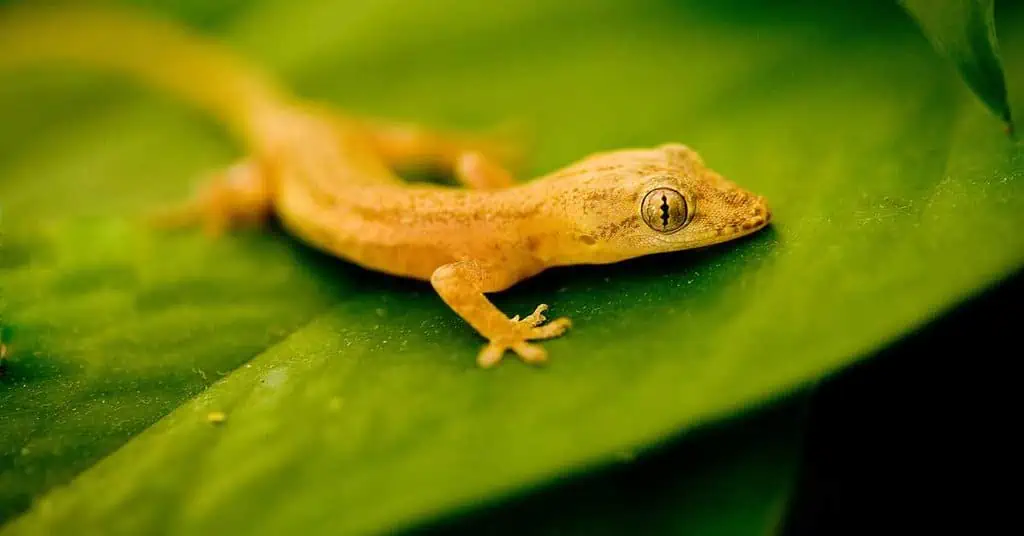 Gecko Behavior - AnimalBehaviorCorner