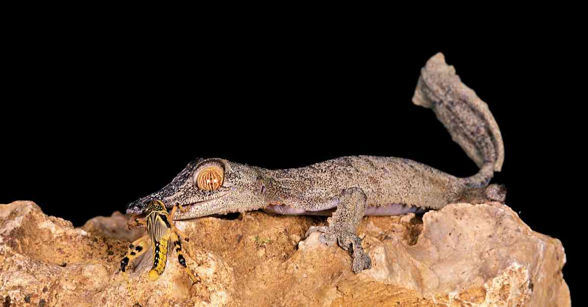 Gecko Behavior Animalbehaviorcorner