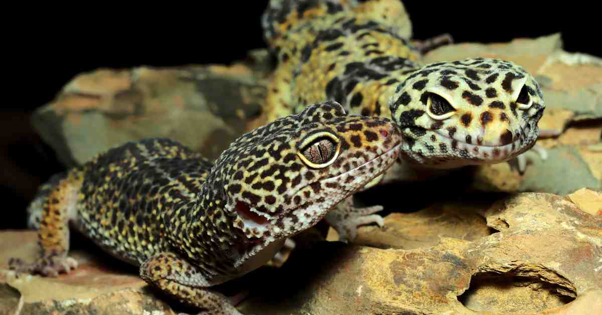 Gecko Behavior Animalbehaviorcorner