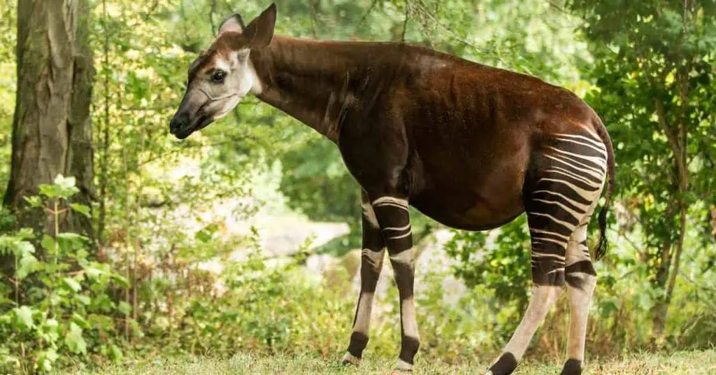 Okapi Behavior - AnimalBehaviorCorner