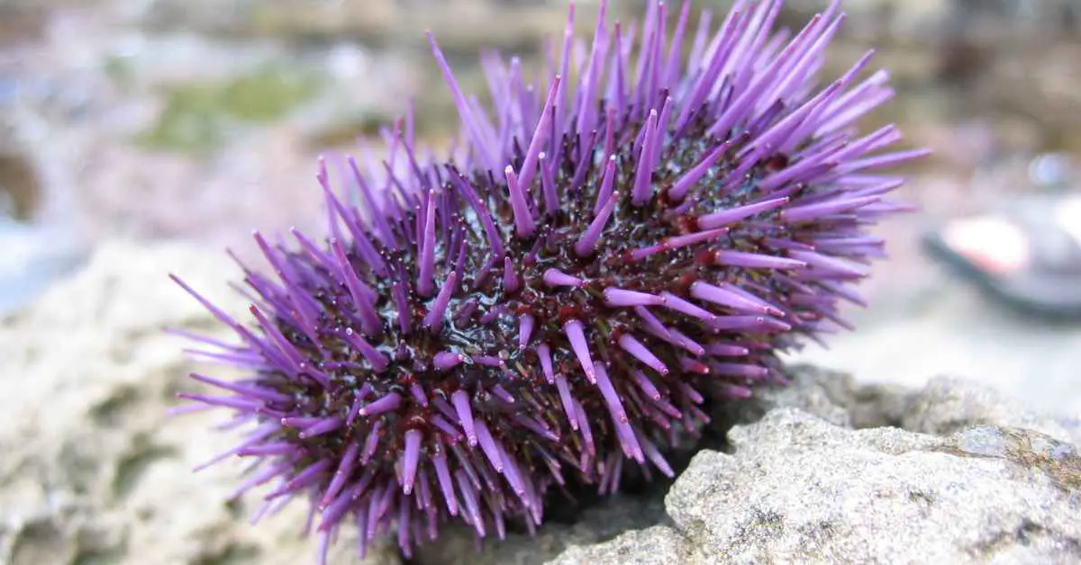 Sea Urchin Behavior - AnimalBehaviorCorner